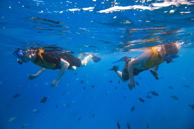 Deluxe Snorkel and Wildlife Cruise in Waikiki - A Closer Look at the Experience