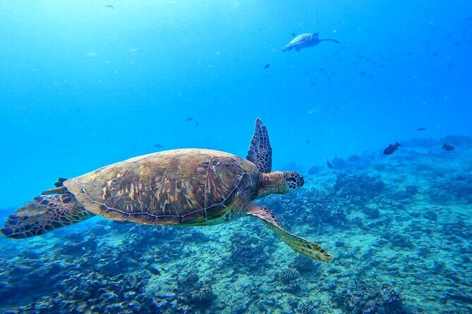 Deluxe Turtle Snorkeling Escapade at Waikiki - Introduction