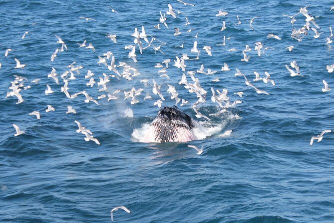 Deluxe Whale Watching and Whales of Iceland Exhibition Combo from Reykjavik - Introduction to the Tour Experience