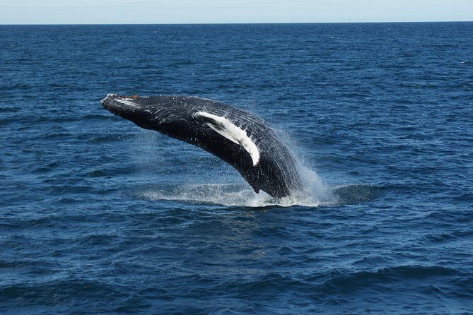 Deluxe Whale Watching and Whales of Iceland Exhibition Combo from Reykjavik - Authentic Reviews and Perspectives