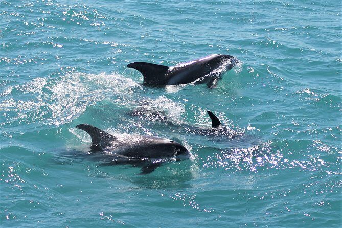 Deluxe Whale Watching and Whales of Iceland Exhibition Combo from Reykjavik - Who Will Love This Tour?