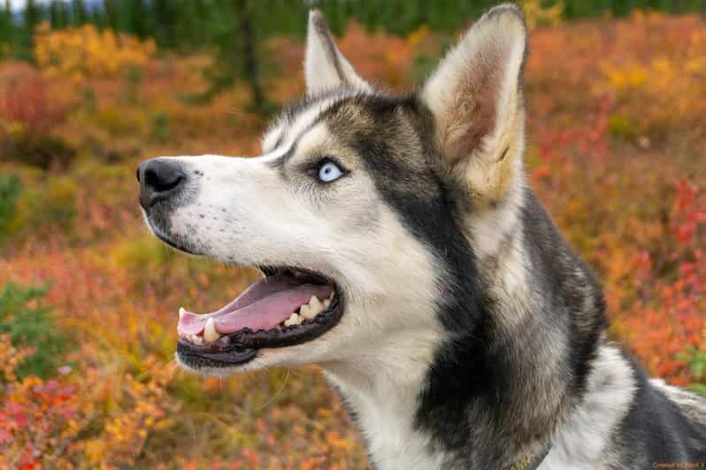Denali: 1 Hour Tundra Walk With Free Running Sled Dogs - Key Points
