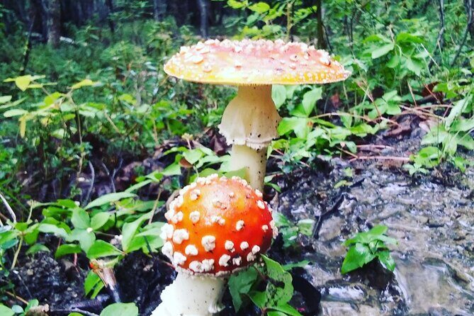 Denali 4 Hour Hiking Adventure with Naturalist Guide - The Sum Up