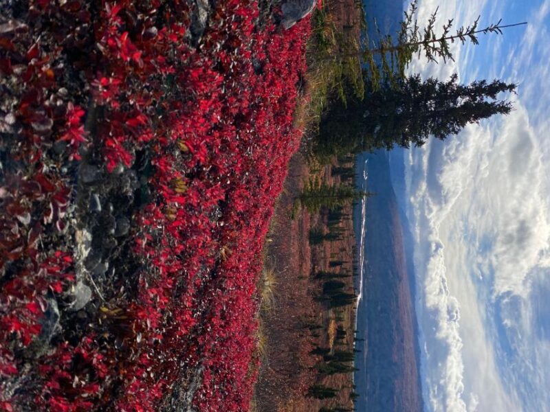 Denali: Denali National Park Walking Tour - Who Will Love This Tour?
