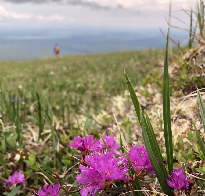 Denali: Denali National Park Walking Tour - Final Thoughts
