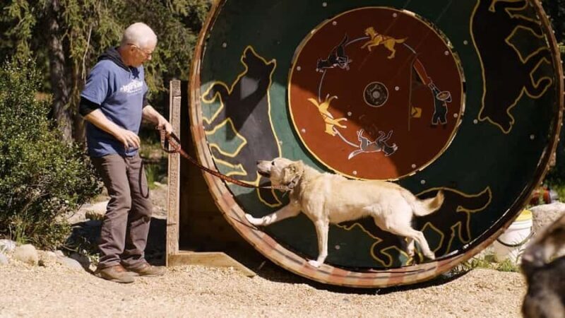 Denali: Husky Homestead Tour - Key Points