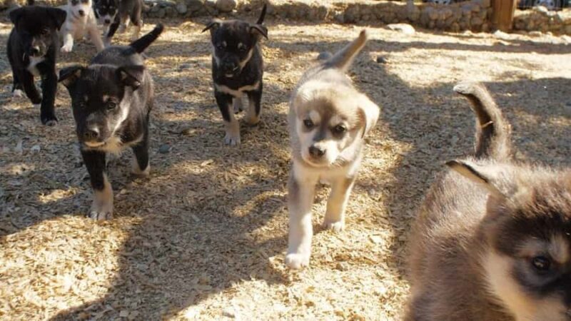 Denali: Husky Homestead Tour - An In-Depth Look at the Husky Homestead Tour