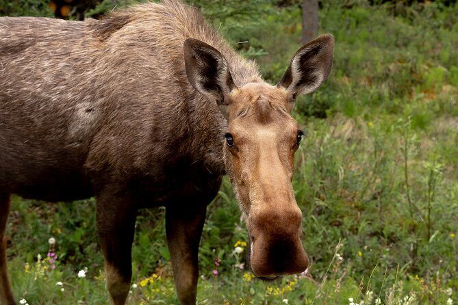 Denali in a Day Sightseeing Package - FAQ