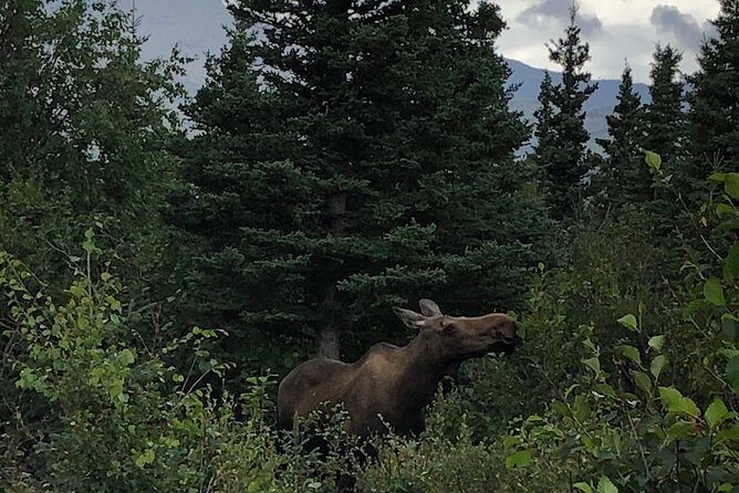 Denali National Park Walking Tour - The Sum Up: Who Should Book This Tour?