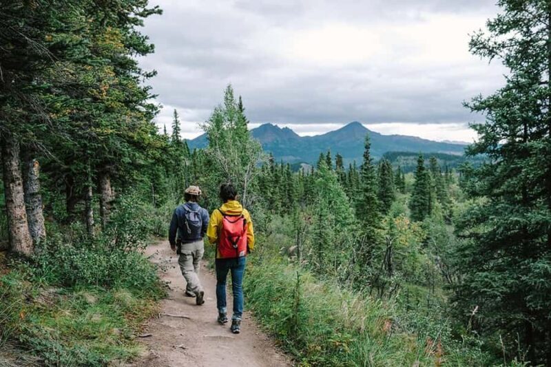 Denali: Rock Creek Trail Guided Evening Hike with Pickup - Key Points