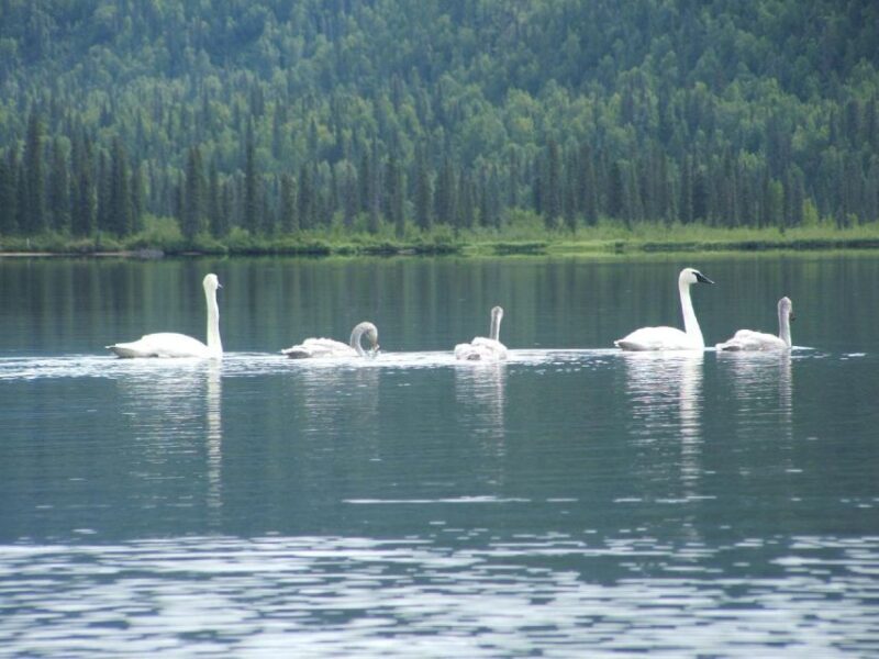 Denali State Park: Guided Byers Lake Kayaking Tour - The Sum Up