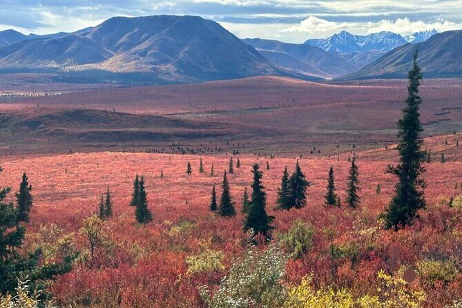 Denali Summer Winter Trial Shuttle with Professional Camera - What Past Travelers Say