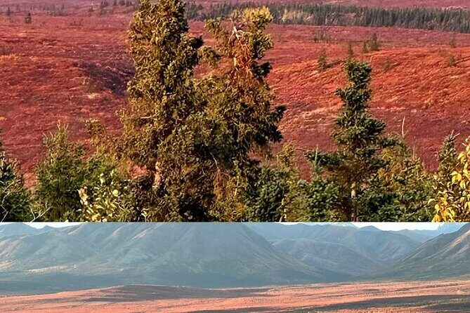 Denali Summer Winter Trial Shuttle with Professional Camera - Final Thoughts: Who Will Love This Tour?