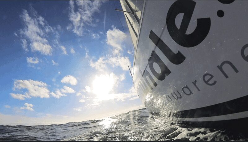 Denia: Sunset Electric Sailboat Cruise with Dolphin Spotting - Key Points