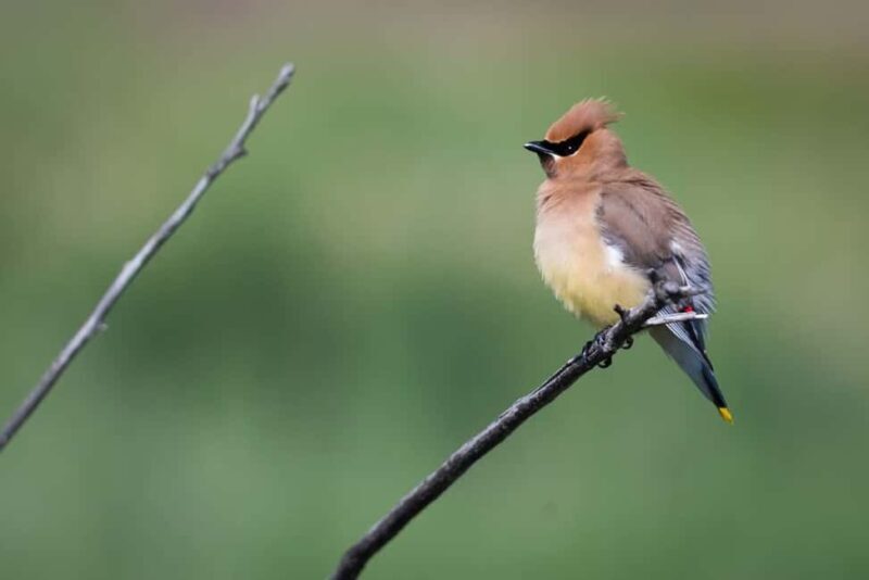 Denver: Birding Basics and Beyond - Why the Cost Reflects Value