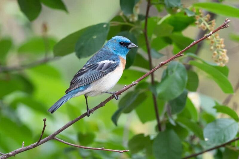 Denver: Birding Basics and Beyond - Practical Tips for Participants