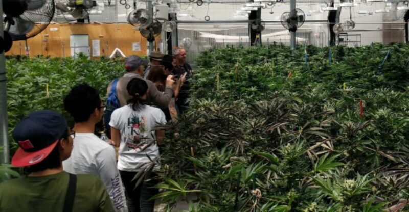 Denver: Buds & Brews Cannabis Grow Tour and Brewery Visit - Key Points
