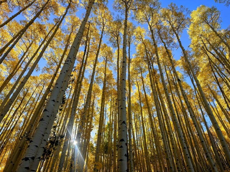 Denver: Guided Hiking Tour & Mountain Town Exploration - The Bottom Line