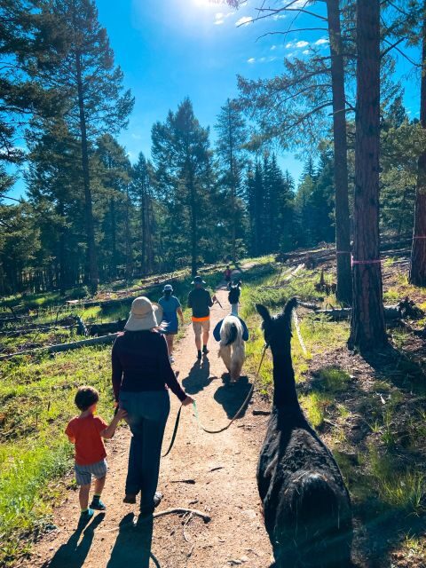 Denver: Llama Hike in the Rocky Mountains - The Sum Up