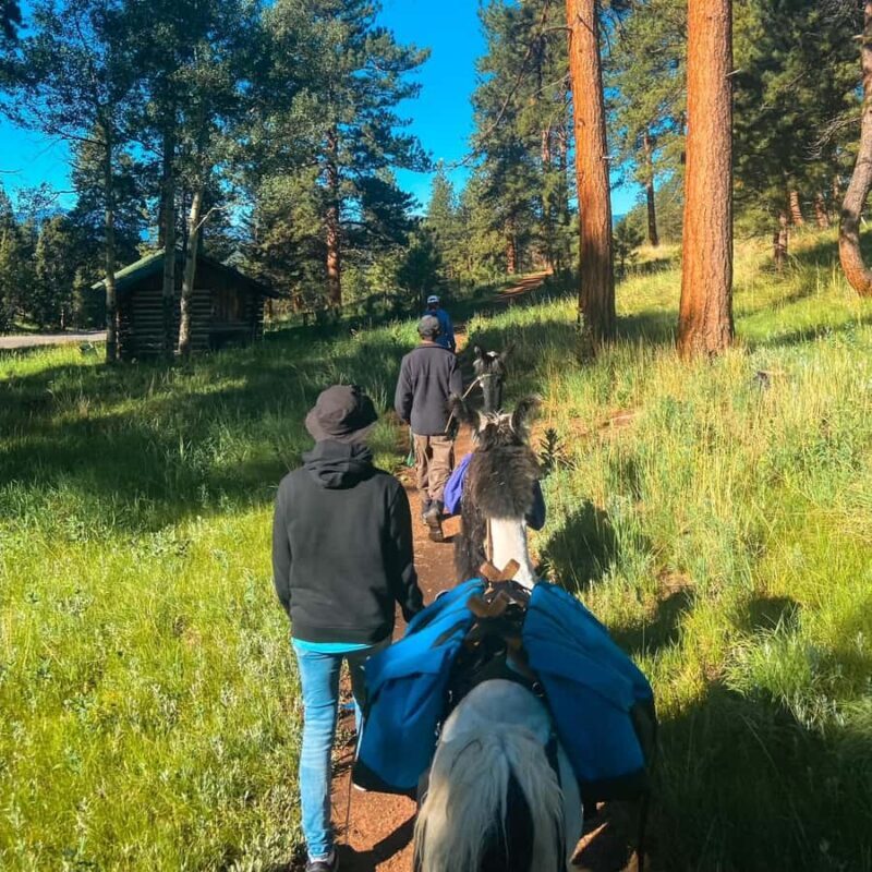 Denver: Llama Lunch in the Rocky Mountains - Family-Friendly, Educational, and Photo-Worthy