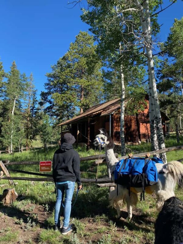 Denver: Llama Lunch in the Rocky Mountains - How It Compares to Similar Experiences