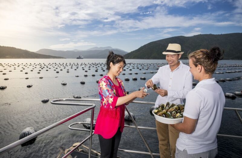Depart Picton: Marlborough Sounds Afternoon Seafood Cruise - Who Would Love This Tour?