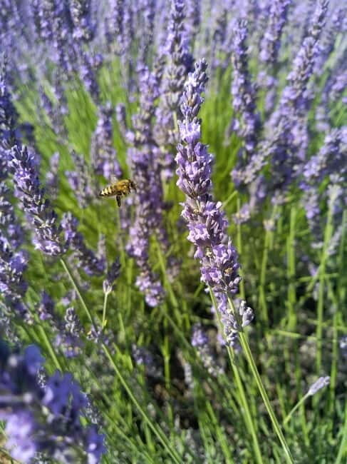 departing from Avignon, Classic lavender tour - Exploring the Lavender Fields and Village Charm of Provence: A Detailed Review of the Classic Lavender Tour from Avignon