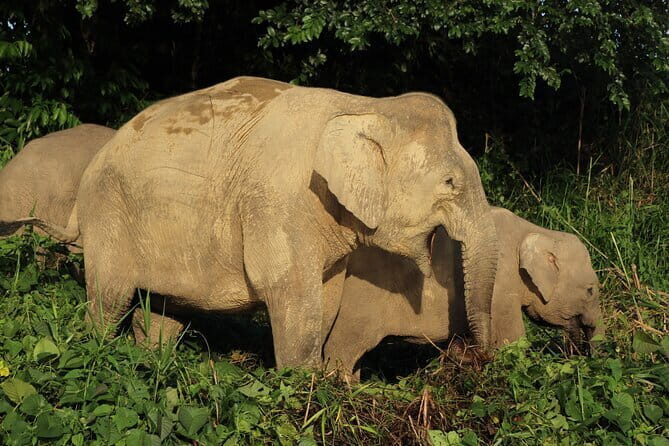 Deramakot Forest Safari Tour 3D2N - Key Points