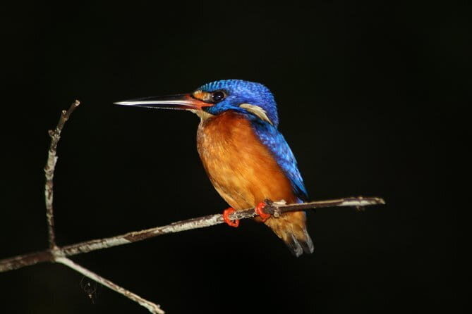 Deramakot Forest Safari Tour 3D2N - An In-Depth Look at the Deramakot Forest Safari Experience