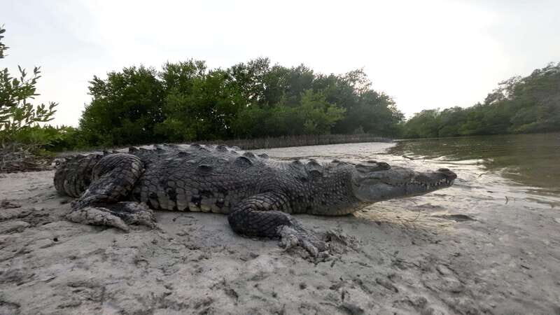Desde Holbox: SunSea- SUNSET Kayak - An In-Depth Look at This Sunset Kayaking Tour