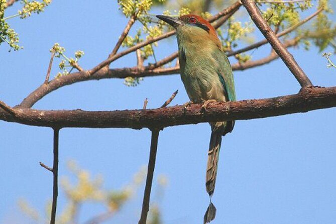 Desembocada and Ameca River Bird Paradise (Wetland and Tropical birds in PV) - Key Points