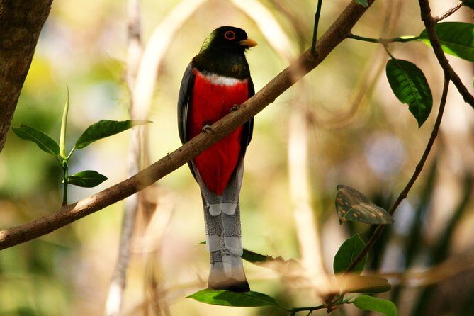 Desembocada and Ameca River Bird Paradise (Wetland and Tropical birds in PV) - The Cost and Its Value