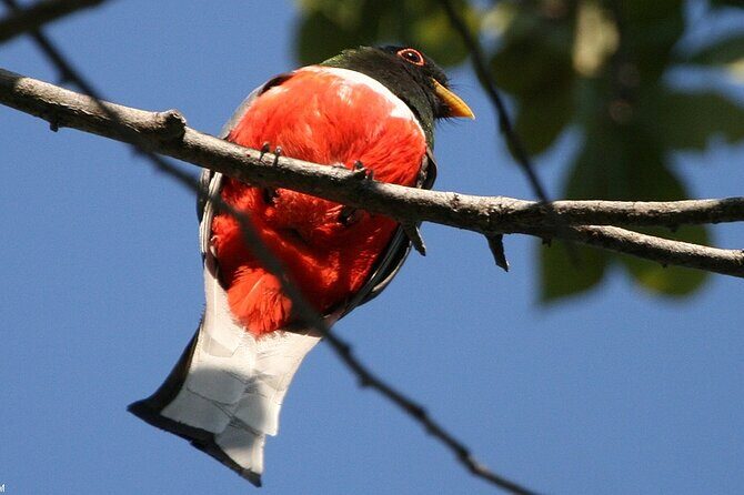 Desembocada and Ameca River Bird Paradise (Wetland and Tropical birds in PV) - The Sum Up: Who Should Consider This Tour?