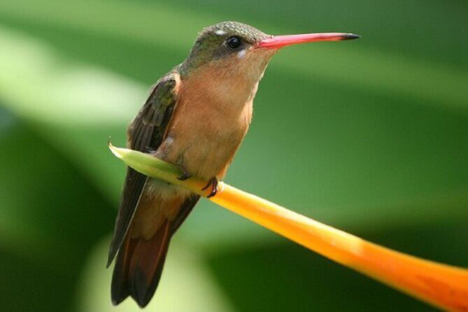 Desembocada and Ameca River Bird Paradise (Wetland and Tropical birds in PV) - Frequently Asked Questions