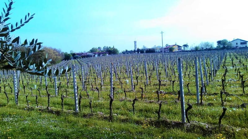 Desenzano d/G: guided bike day trip + selected wines, cooking class - Authentic Experiences That Delight