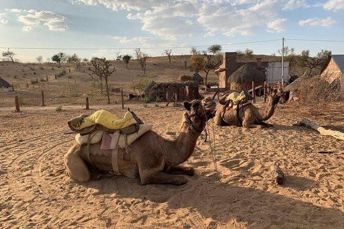 Desert Camel Safari Day Tour In Jodhpur - Practical Details for Travelers
