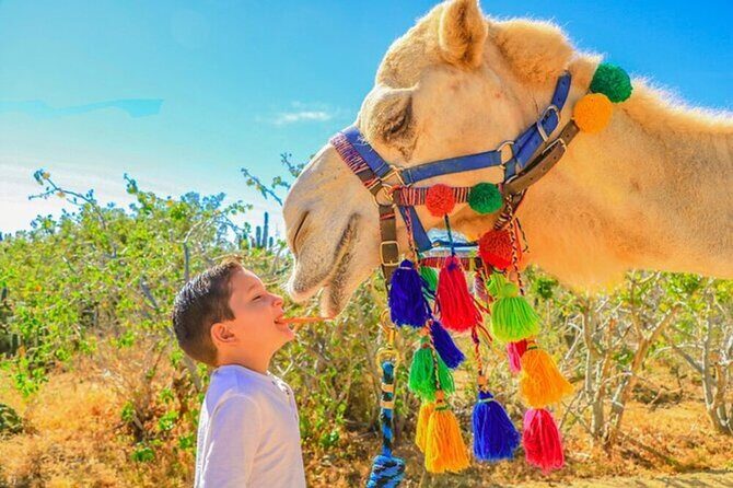Desert & sea, Camel Safari tour in Los Cabos with lunch - Final Thoughts: Who Will Love This?