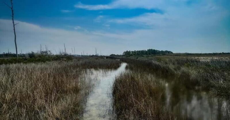 Destin: Clear Kayak Eco Tour with Island Stops - The Islands and Wildlife Encounters