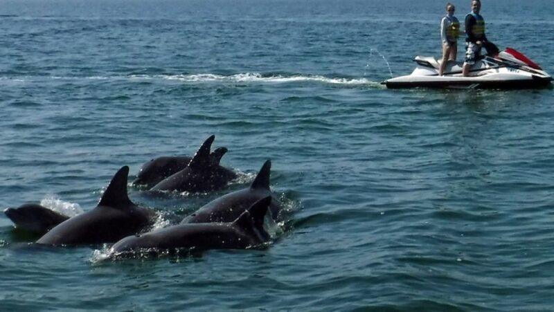 Destin: Crab Island Dolphin Watching Jet Ski Tour - The Sum Up