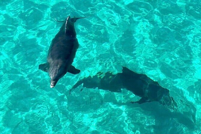 Destin Dolphin and Snorkeling Adventure Speedboat Tour - The Experience: What Makes It Stand Out