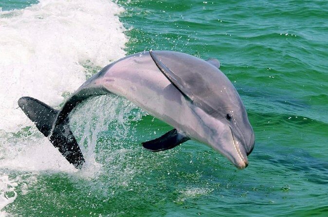 Destin Dolphin and Sunset Cruise - Who Will Love This Tour?