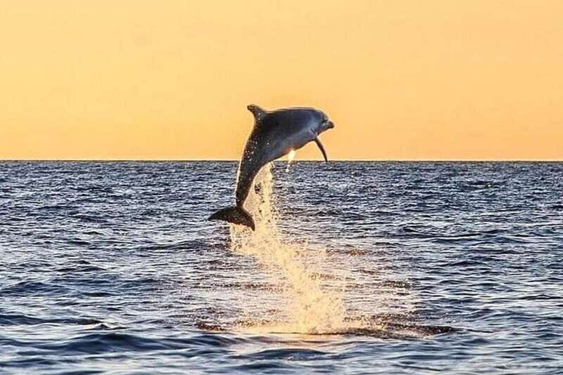 Destin: Dolphin Watching Cruise - Final Thoughts