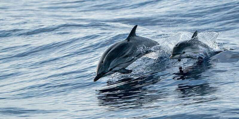 Destin: Dolphin Watching Cruise - Introduction