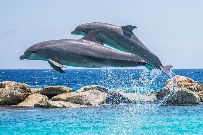 Destin Family Friendly Dolphin Watching Adventure - Key Points
