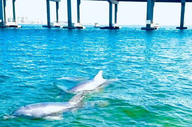 Destin Harbor Boat Ride and Dolphin Watching on the Hopper - Key Points