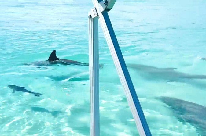 Destin Harbor Boat Ride and Dolphin Watching on the Hopper - Why This Tour Fits Certain Travelers Best