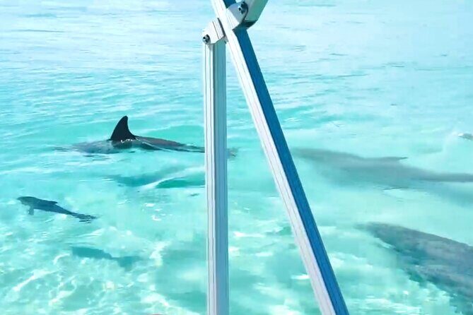 Destin Harbor Boat Ride and Dolphin Watching on the Hopper - Final Thoughts: Is It Worth It?