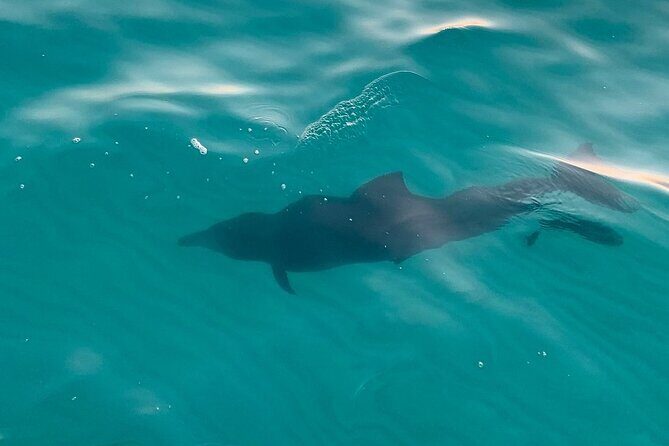 Destin Harbor Sunset Eco Dolphin Cruise - The Experience in Detail