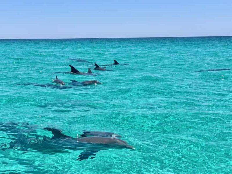 Destin: Private Morning Dolphin Cruise - What Makes This Dolphin Cruise Stand Out