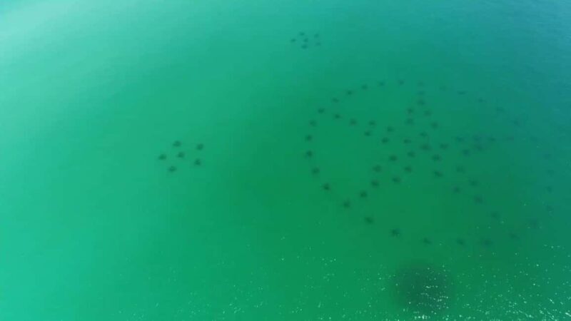 Destin: Reef Snorkeling Adventure - An In-Depth Look at the Reef Snorkeling Adventure in Destin